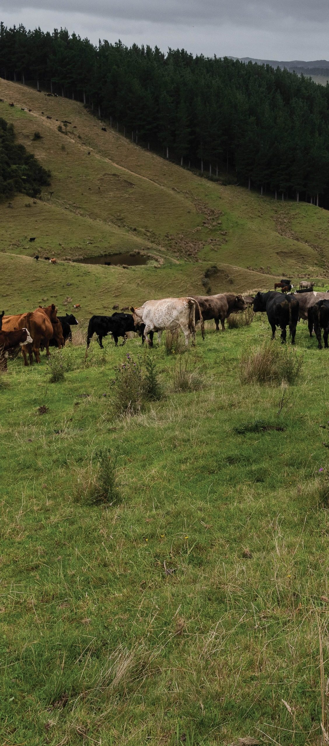 Breed has impeccable temperament - CountryWide