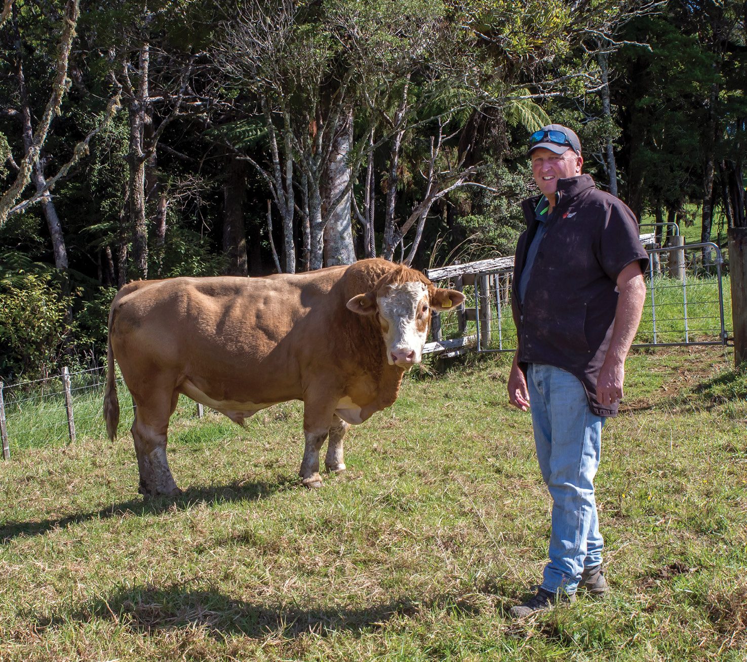 Bull selection is paramount - CountryWide