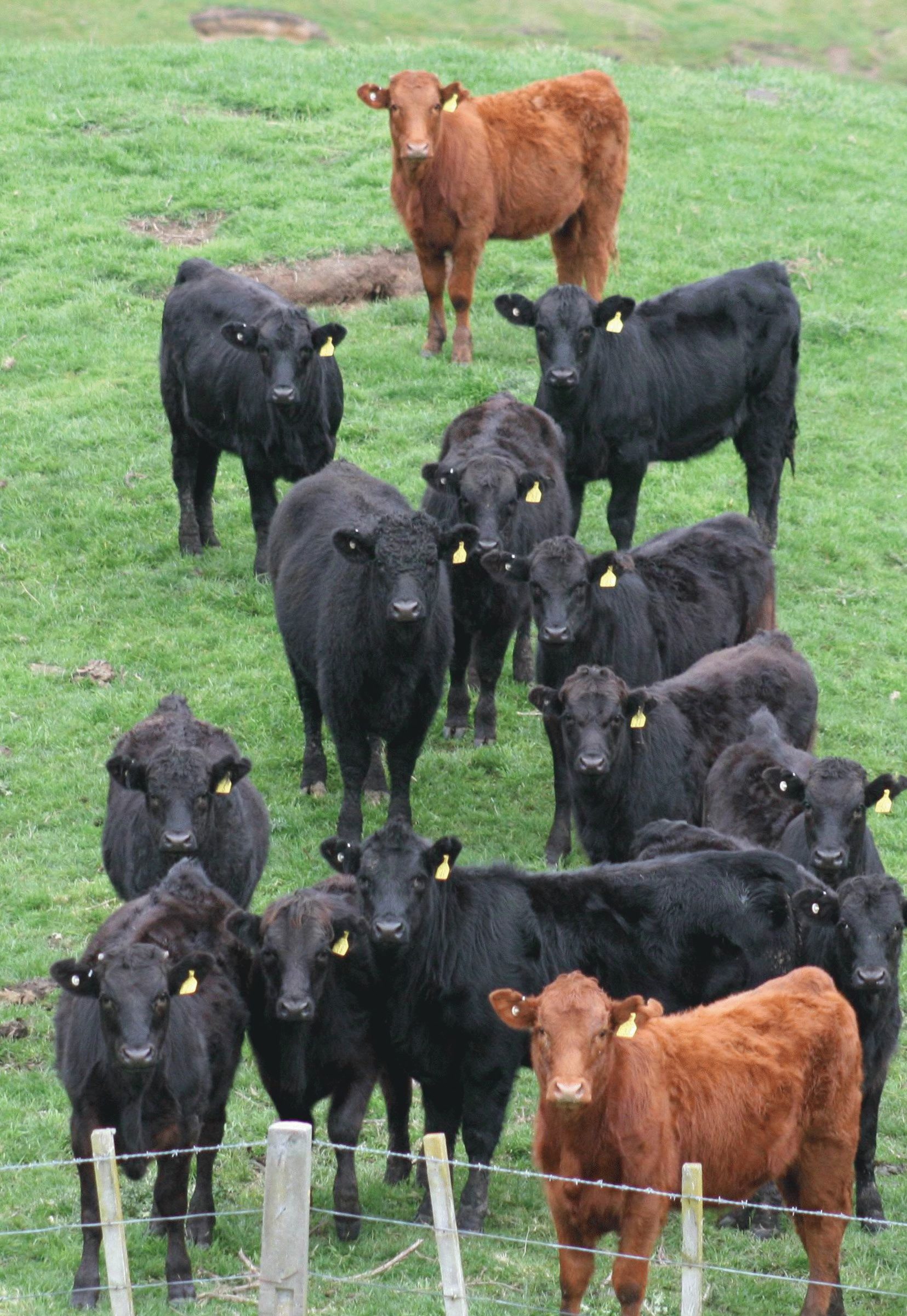 Yearling mating lifts income 20% - CountryWide