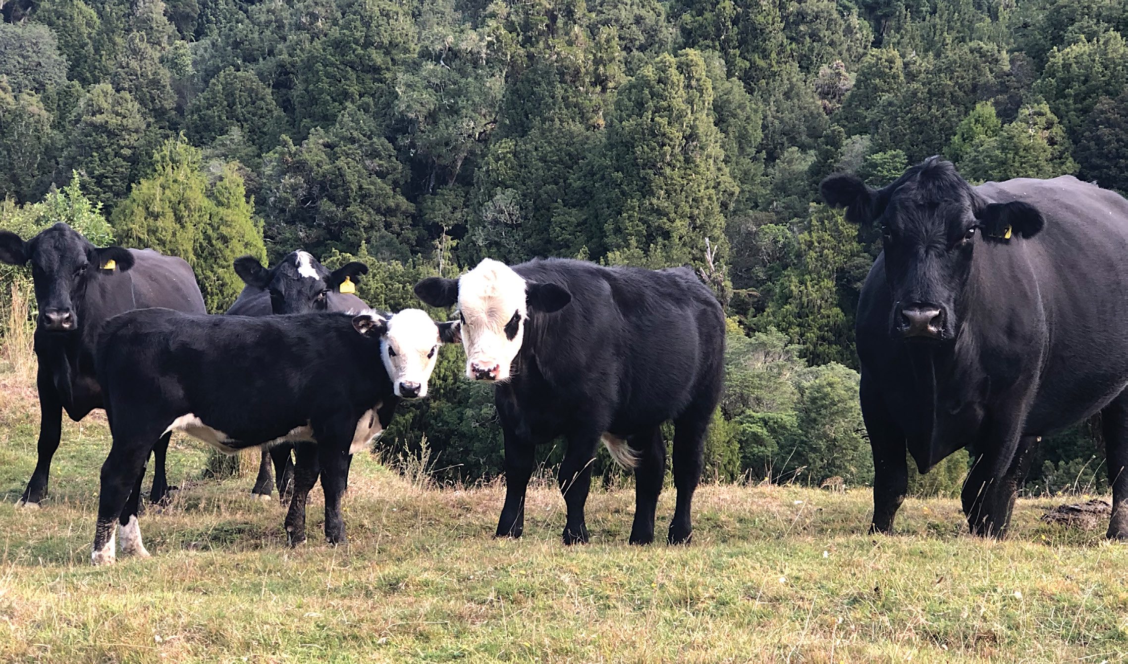 Cow power rules - CountryWide