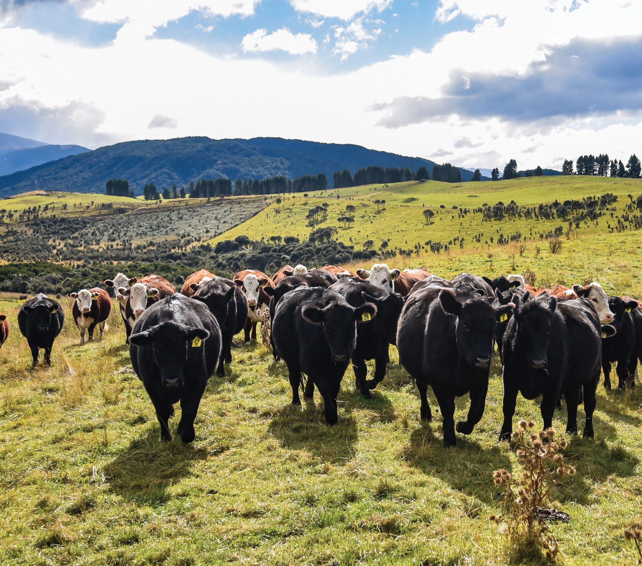 Fat focus a blunt instrument - CountryWide