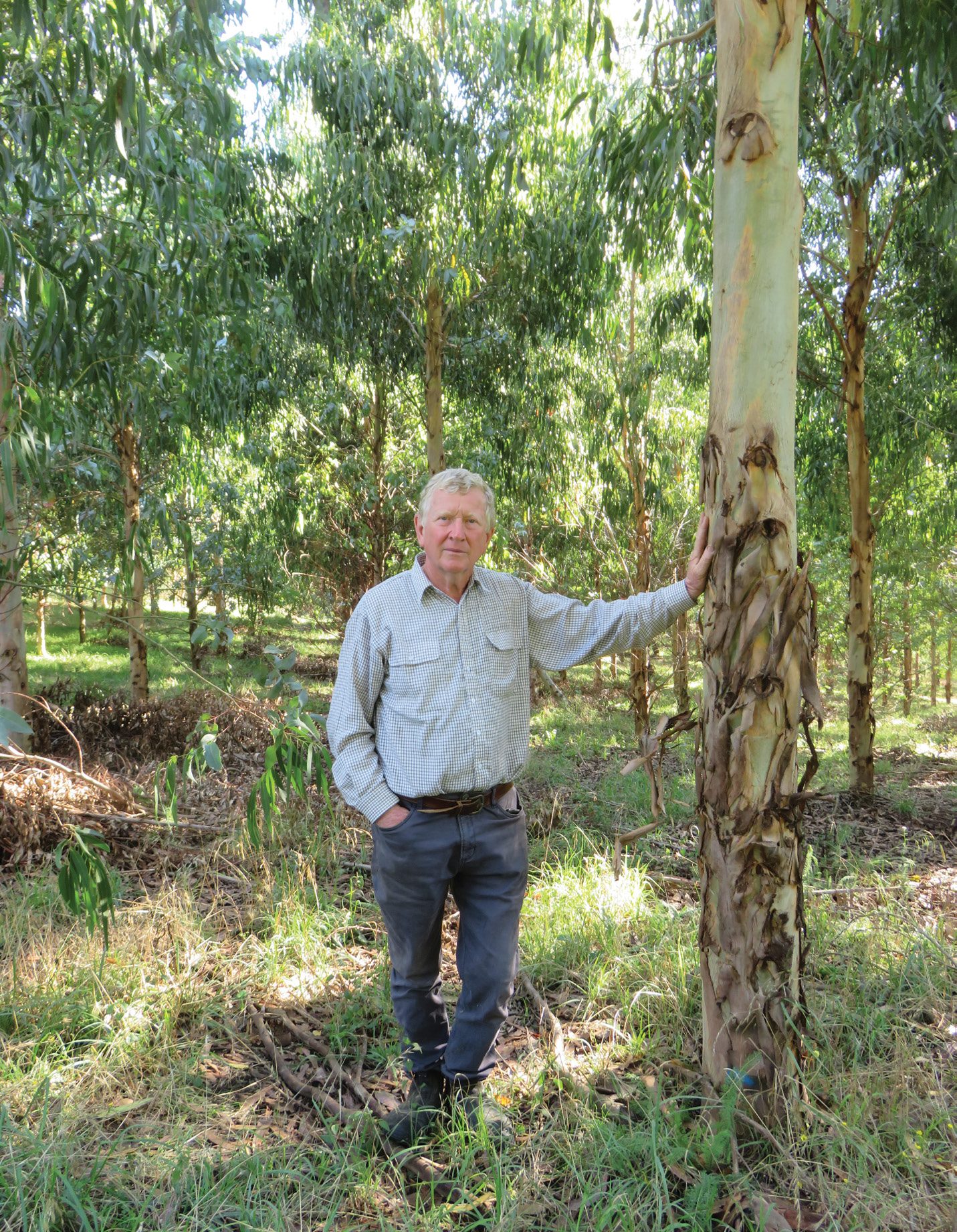 The tree planting gamble - CountryWide