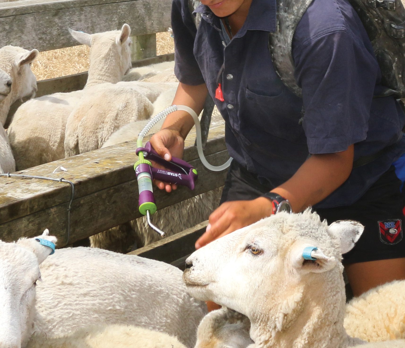 Long-acting pre-lamb drench peril - CountryWide