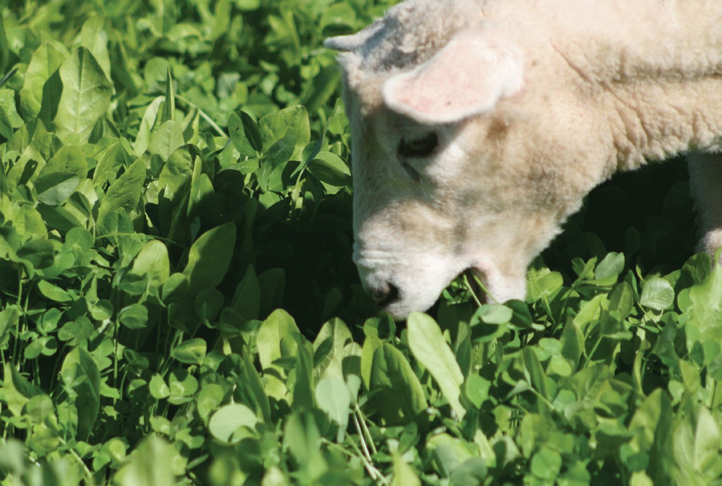 Assessing feed crop profitability - CountryWide