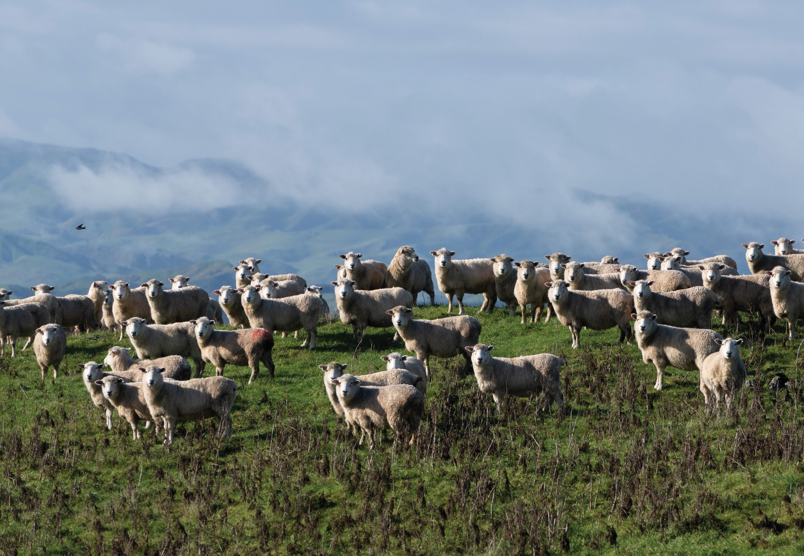 Genetics is key - CountryWide