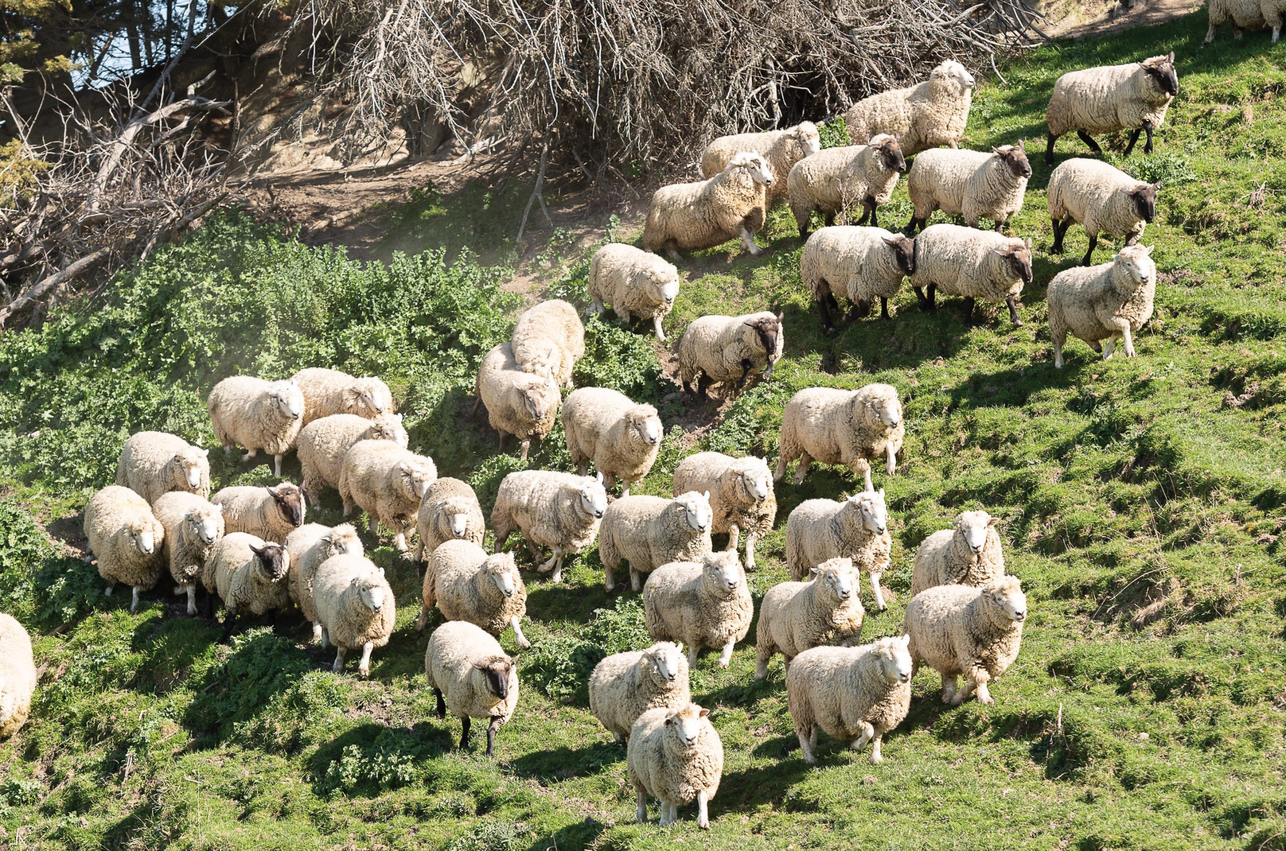 Buy-in rams quicker option - CountryWide
