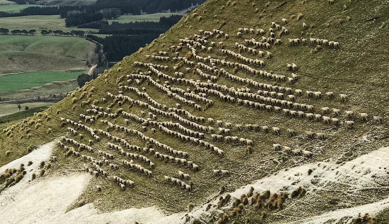 Buy-in rams quicker option - CountryWide