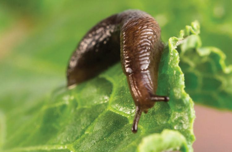 Thumbs up for slug bait - CountryWide