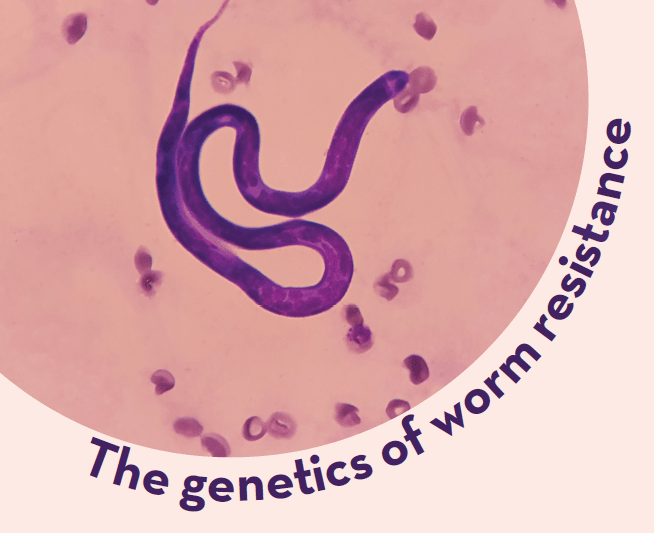 The genetics of worm resistance - CountryWide