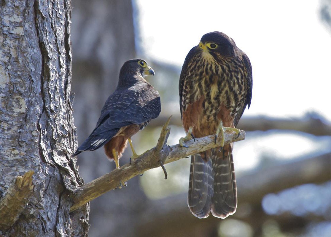 Falcons here. Is famine far behind? - CountryWide
