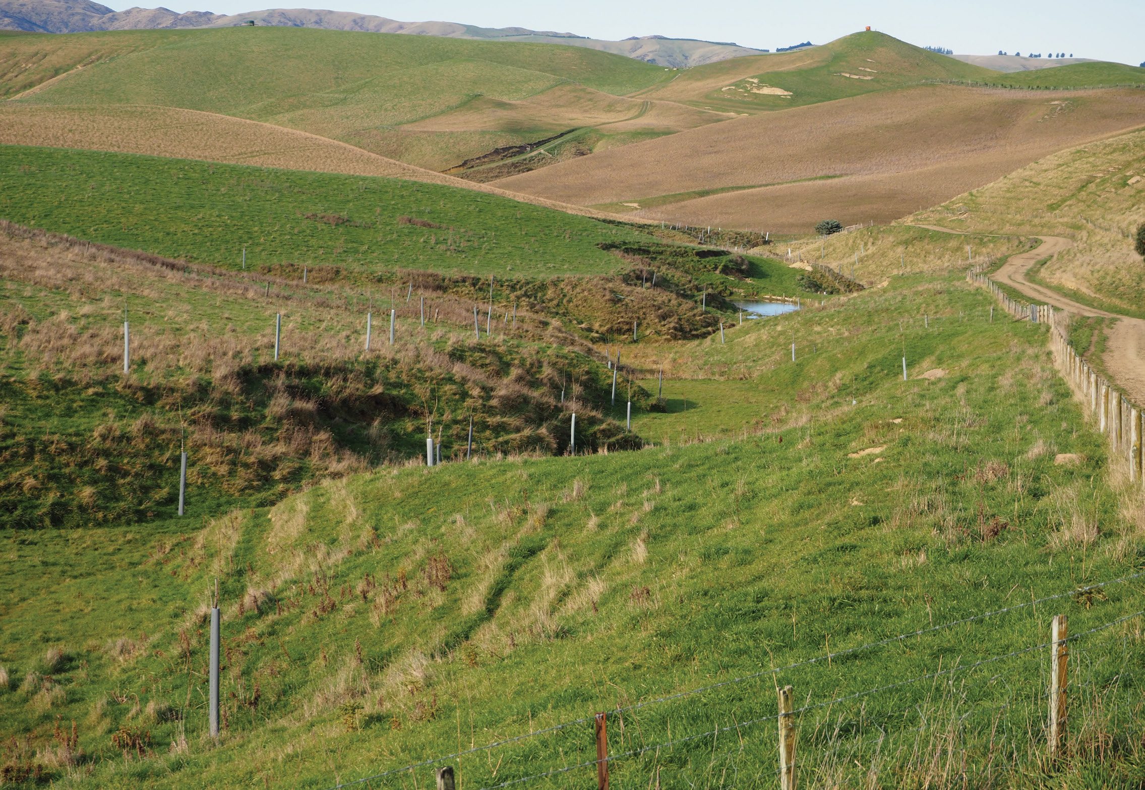 Planting brings multiple benefits - CountryWide