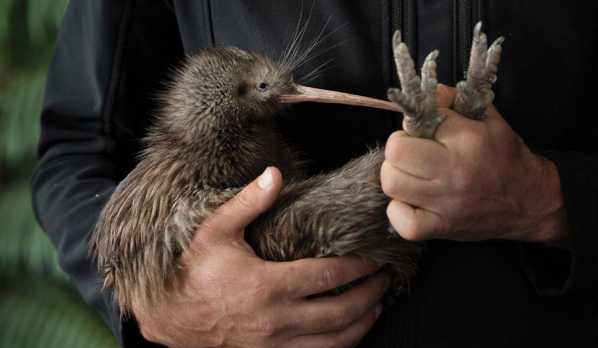 Kiwi for Kiwis - CountryWide