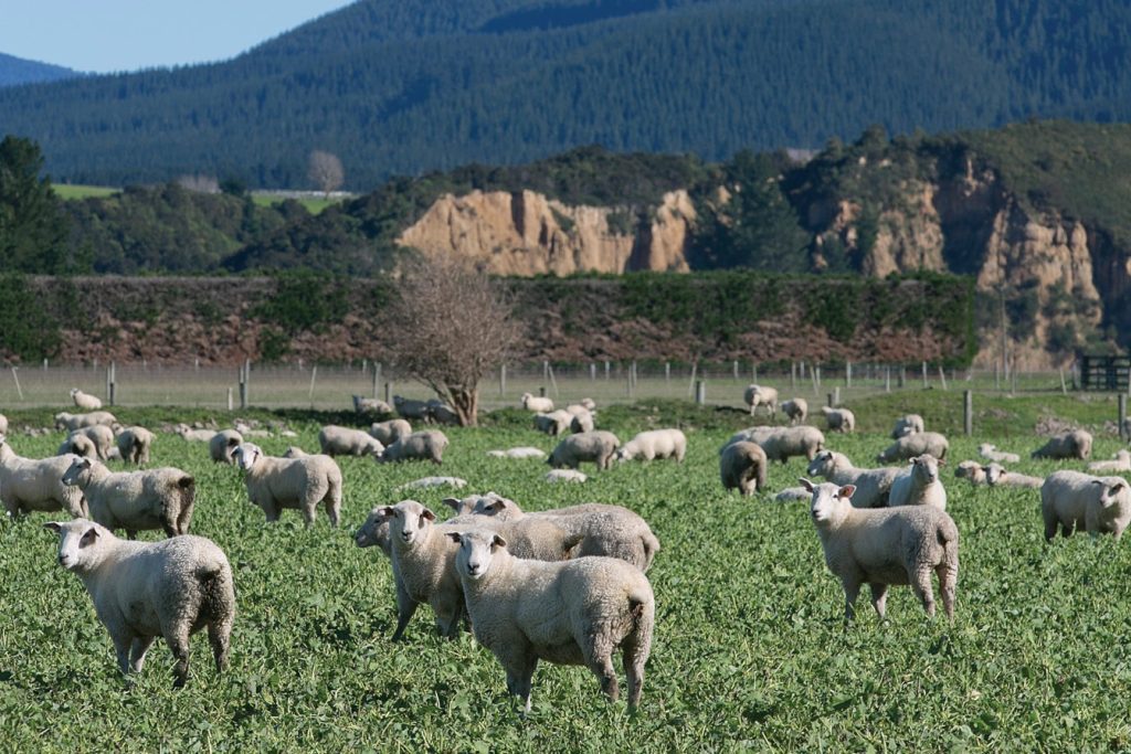 Composite sheep advantage is not huge - CountryWide