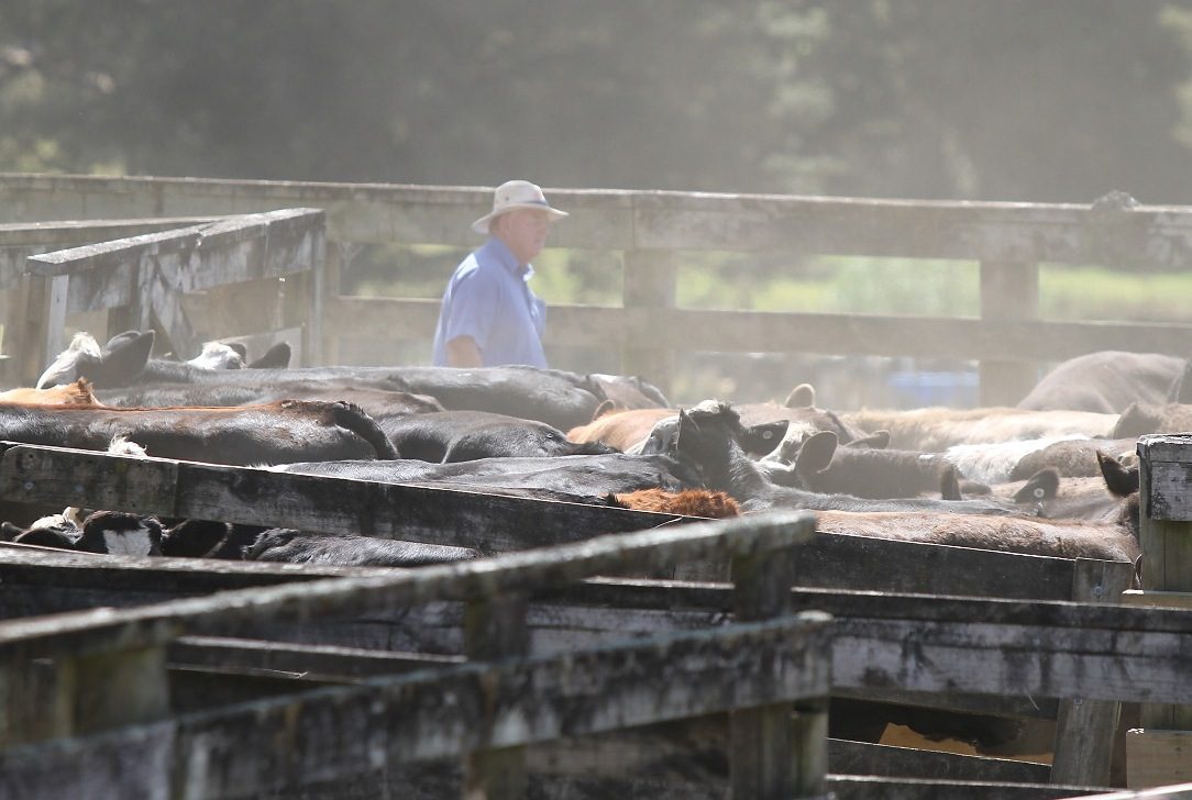 Weaner calf market prices strong - CountryWide