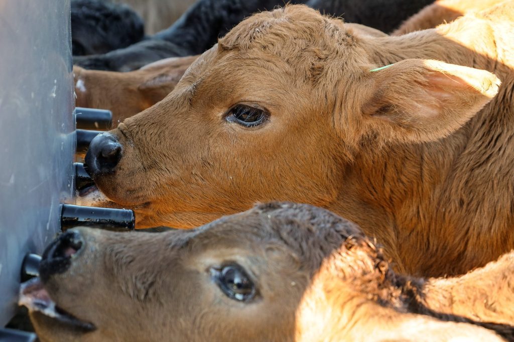 Body condition scoring beef cattle -Country-Wide Magazine