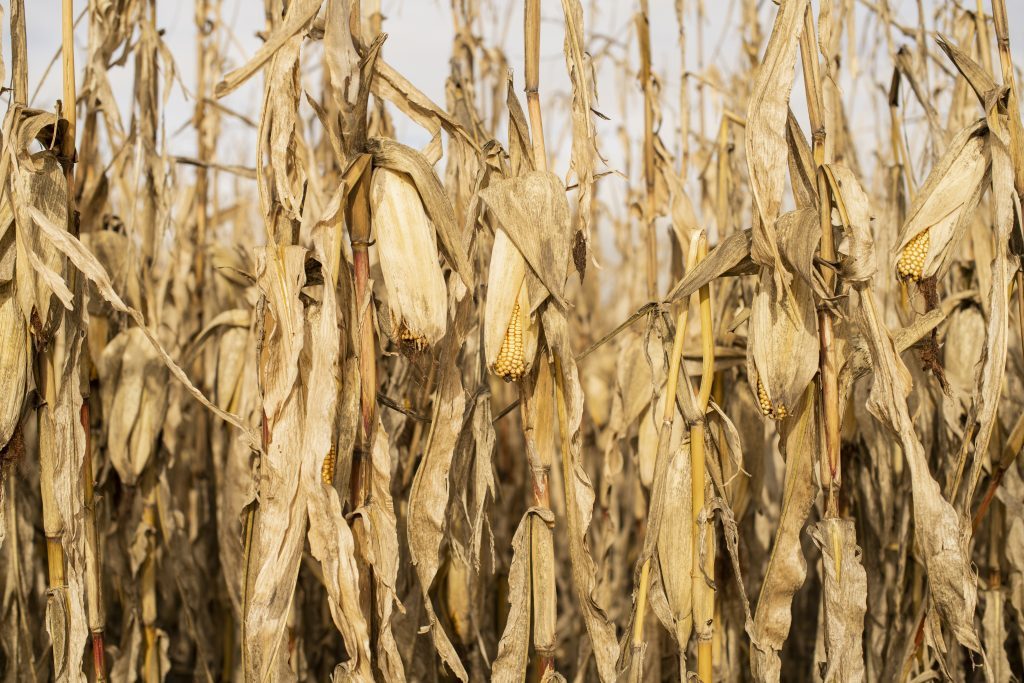 How to achieve top maize yields - CountryWide