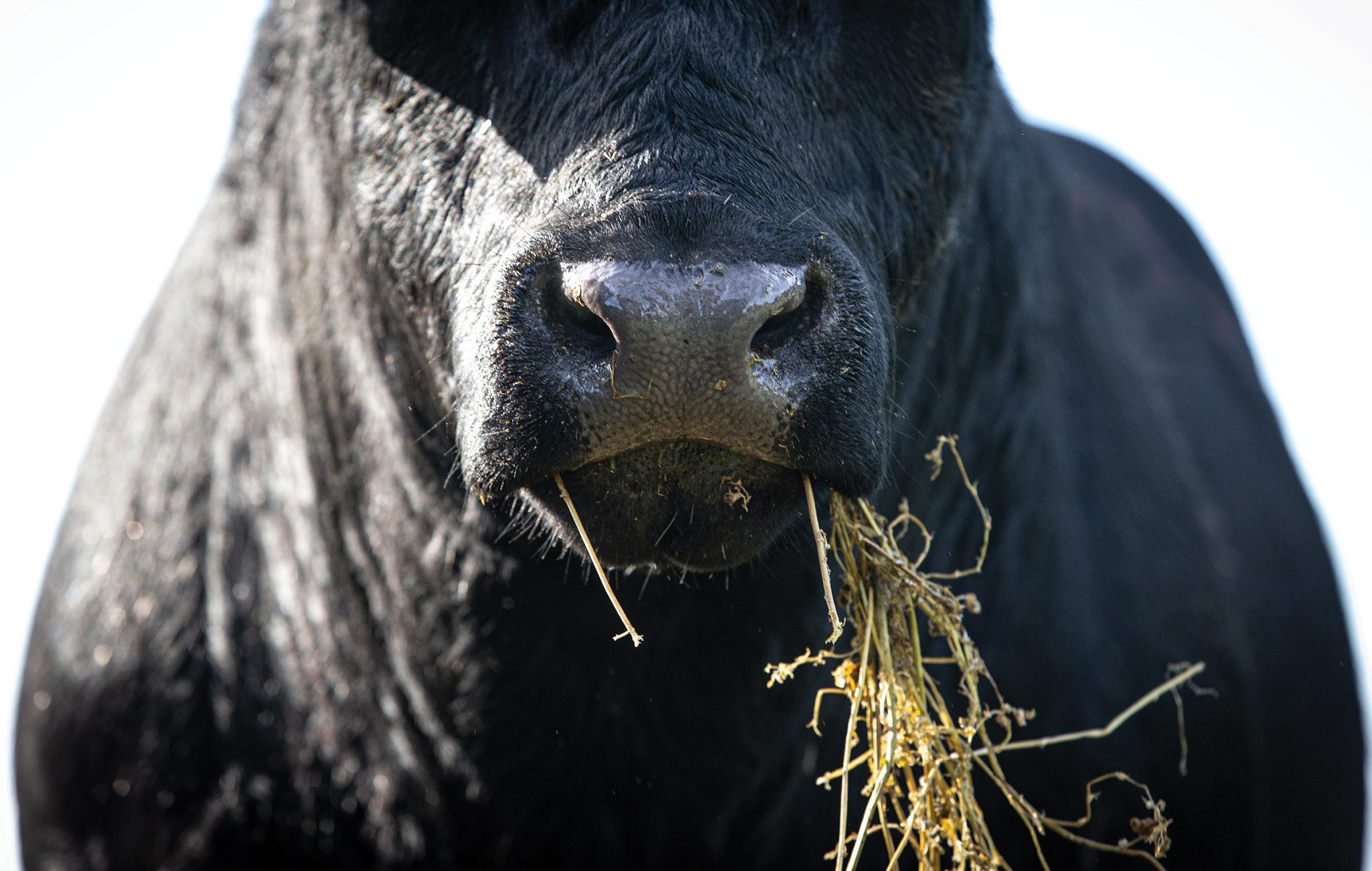 Building blocks of IMF - CountryWide