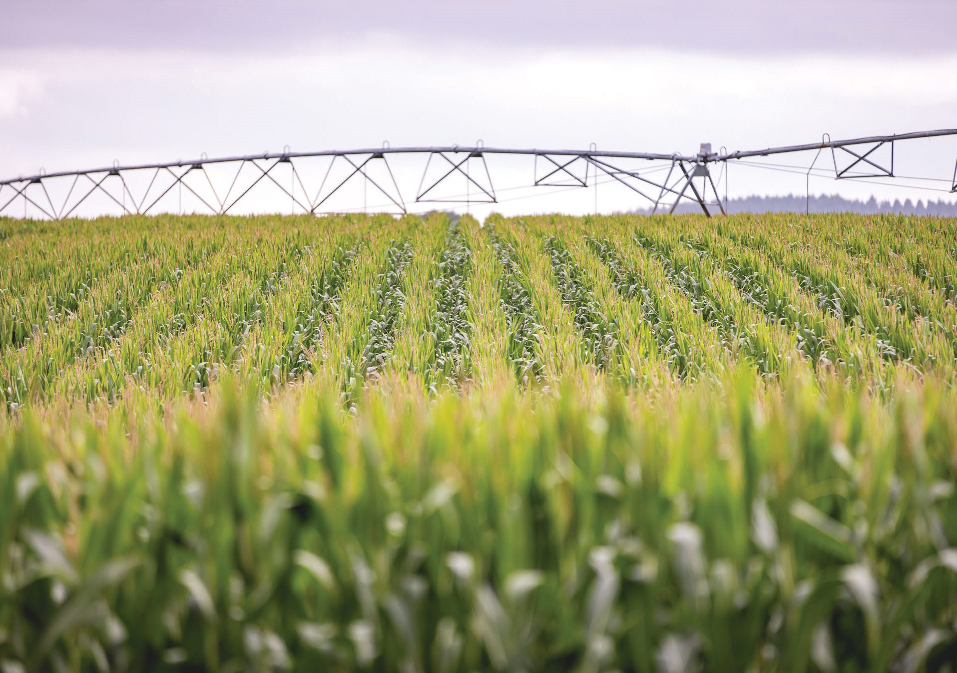 South Island maize delivers - CountryWide