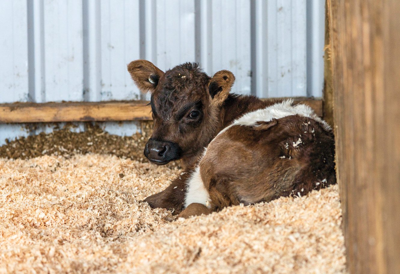 Dealing with sick calves - CountryWide