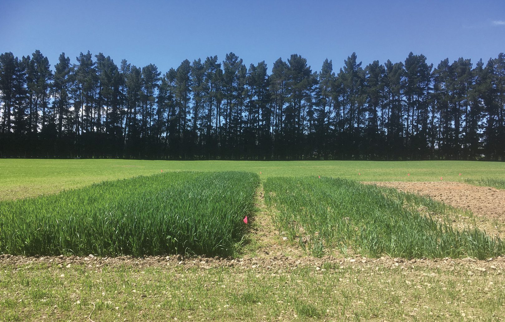 Realising catch crops - CountryWide