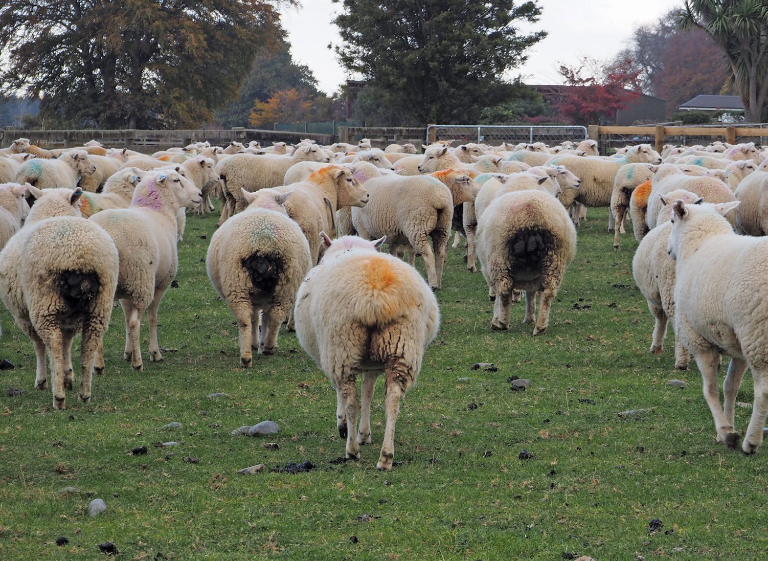 Future-proofing the sheep industry - CountryWide