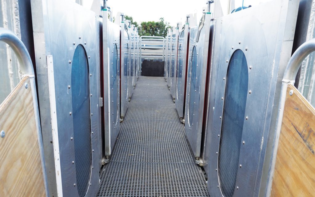 Future-proofing the sheep industry - CountryWide