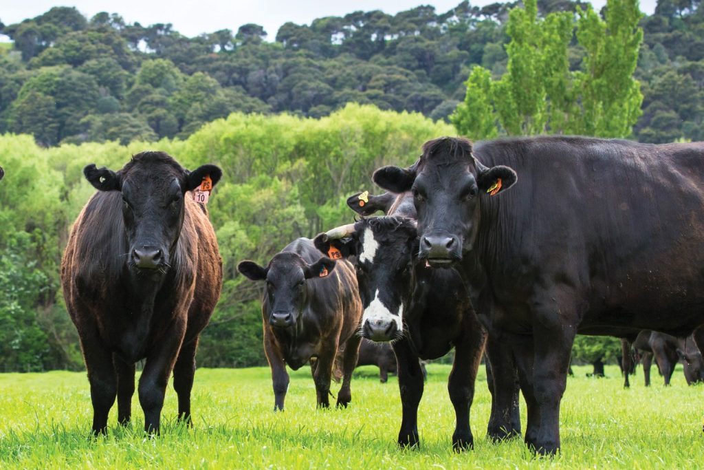 A good terminal option - CountryWide