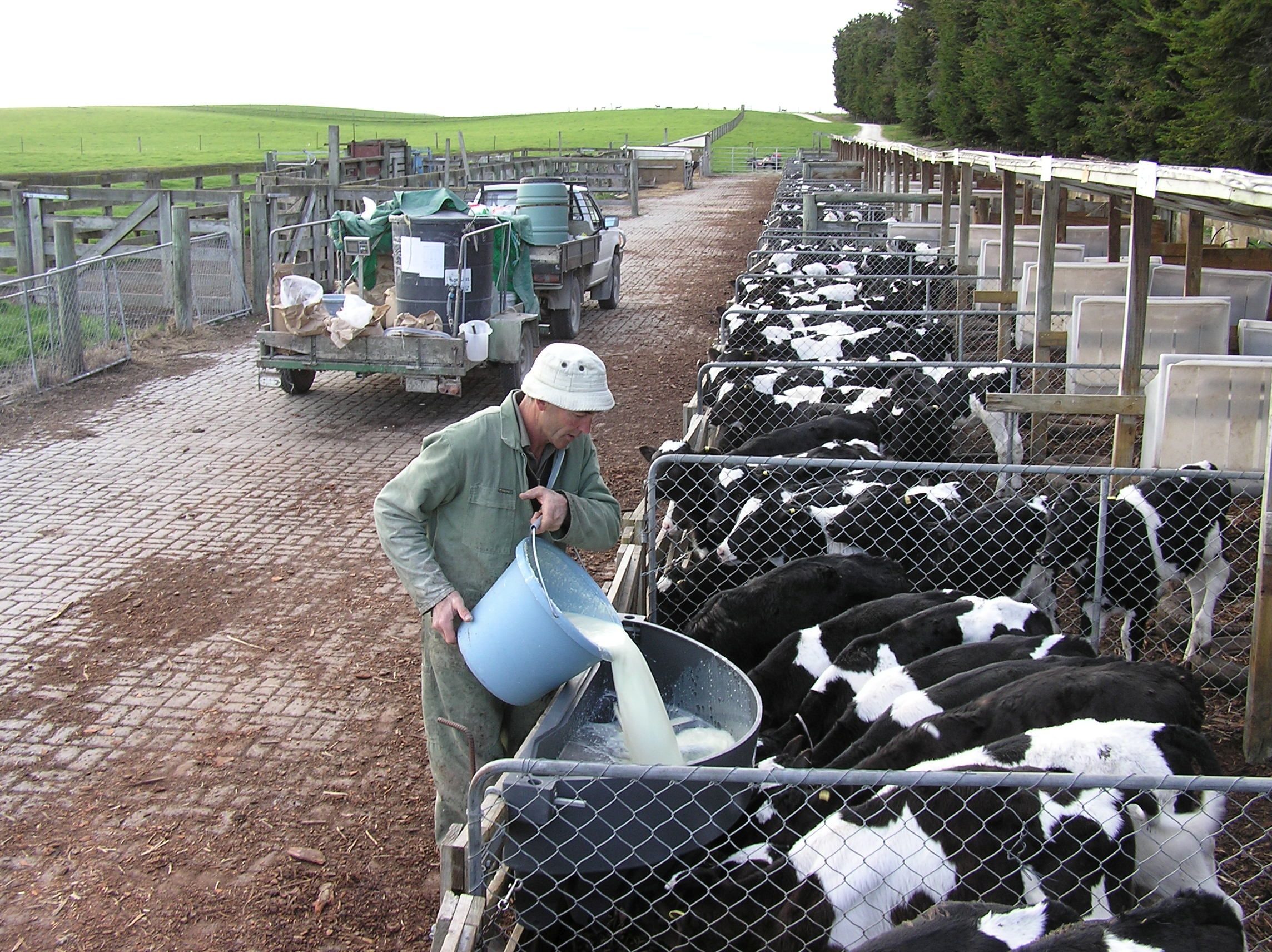 Feeding calves - CountryWide