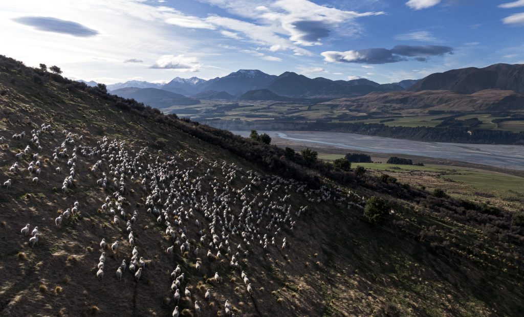 In search of the perfect sheep - CountryWide