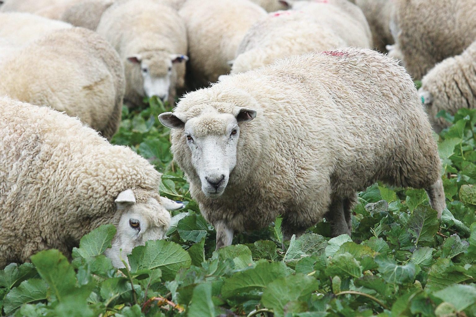 Prudent forage and crop strategy - CountryWide