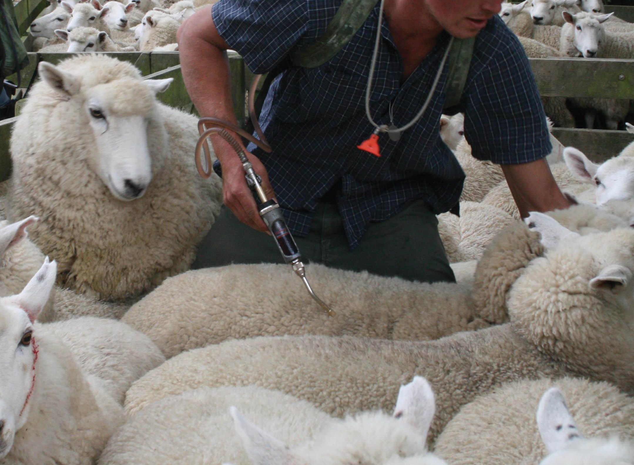 Breeding out the cost - CountryWide