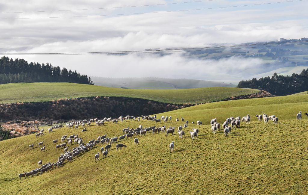 Genetics and quality feed drive growth - CountryWide
