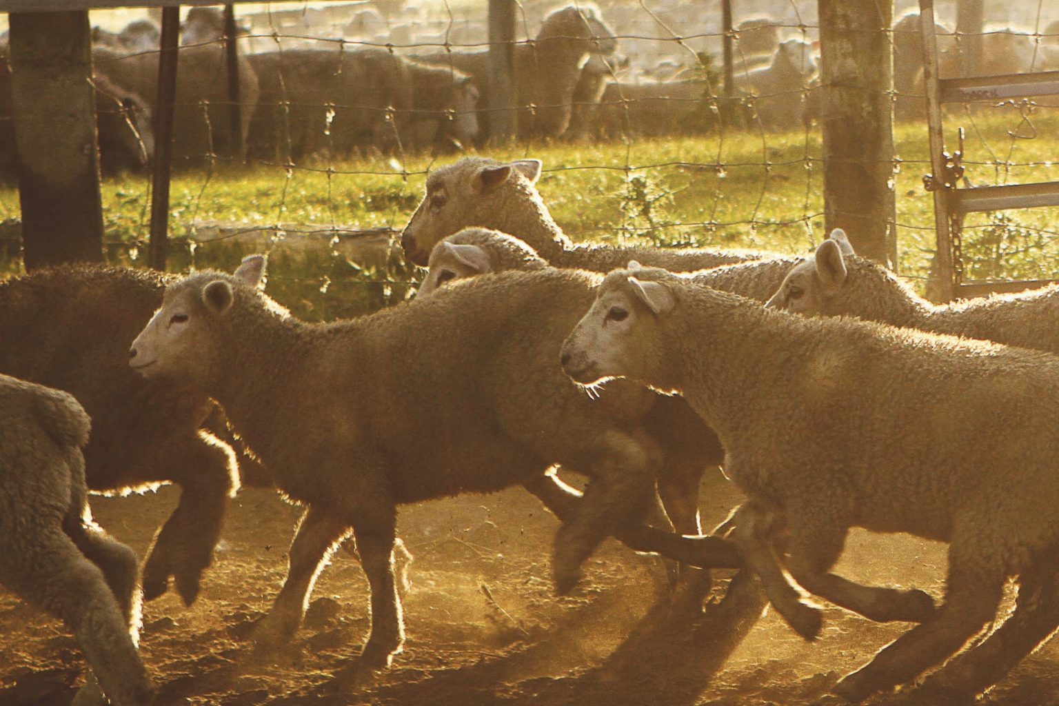 Maximising the lamb drop - CountryWide