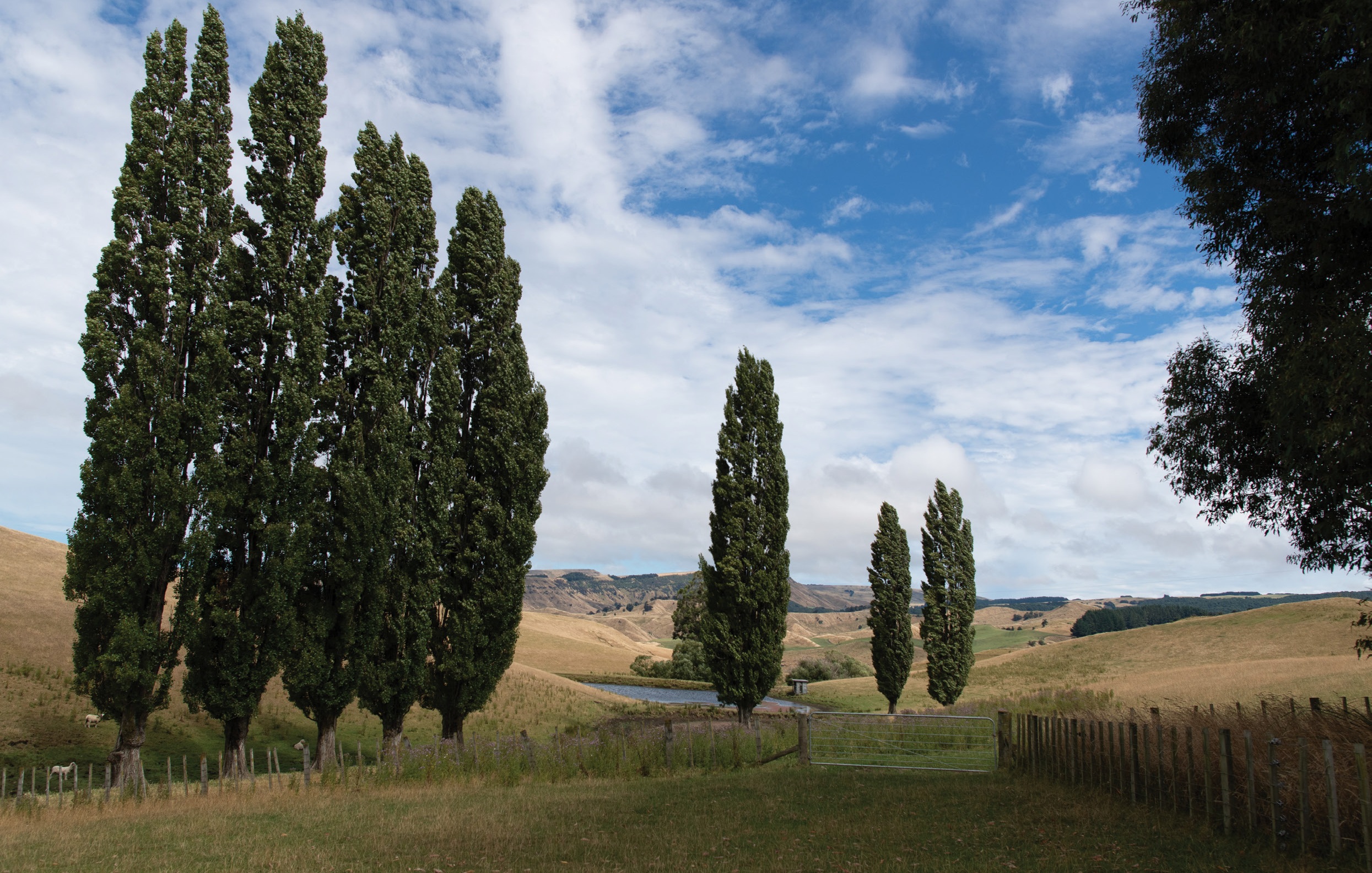 Tapping into markets for poplar - CountryWide