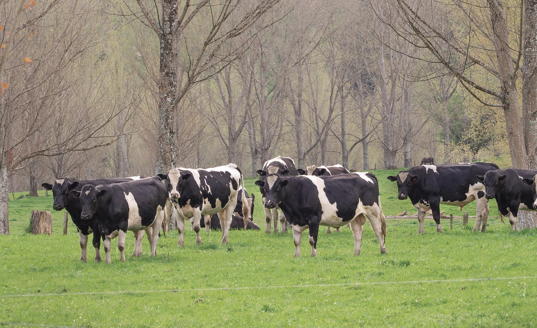 Right tree, right place - CountryWide