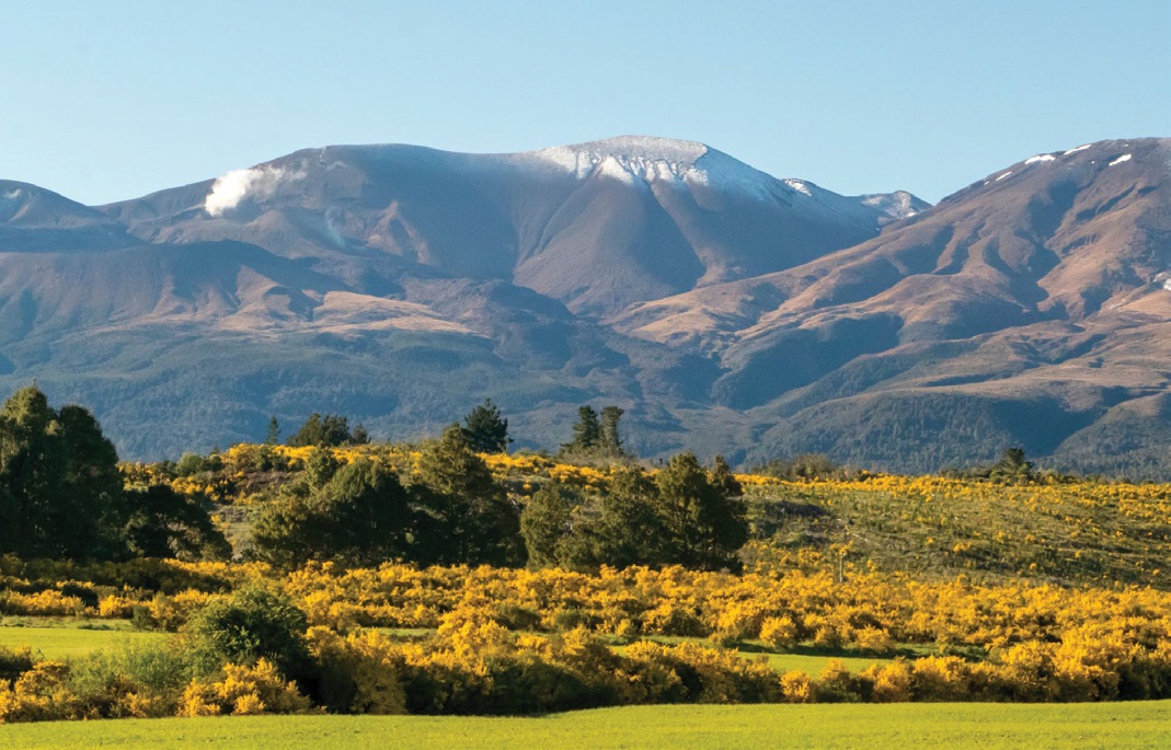 Battling Brushweeds - CountryWide