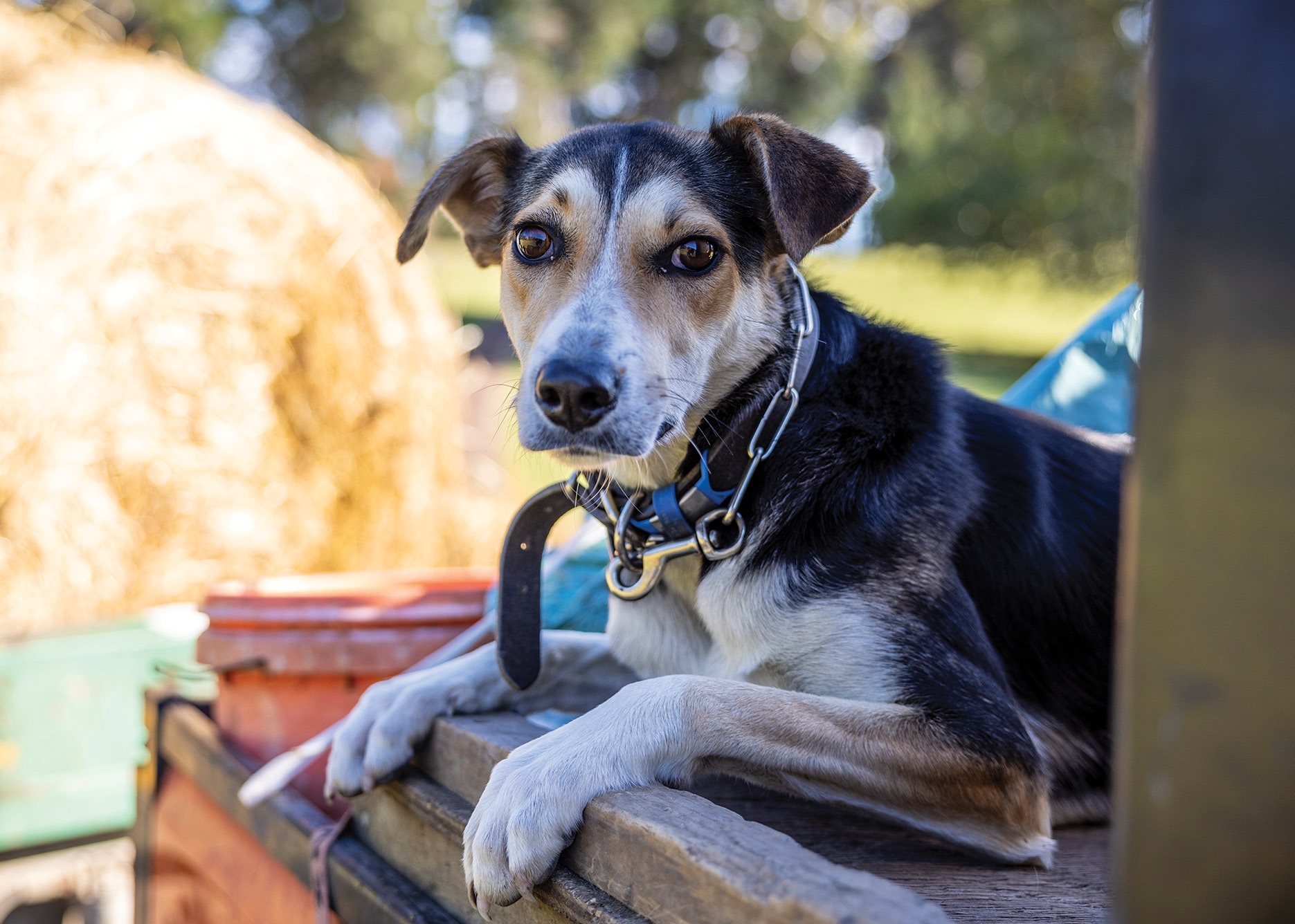 Finding forever homes - CountryWide