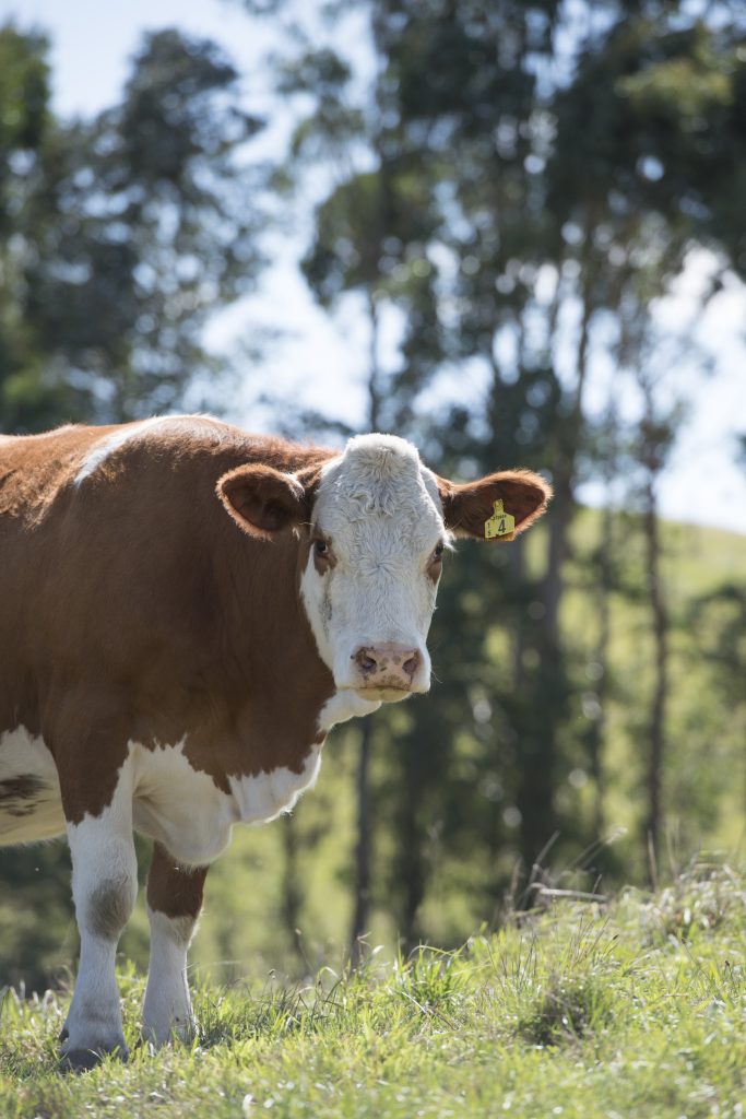 Simmental: 50 years strong - CountryWide