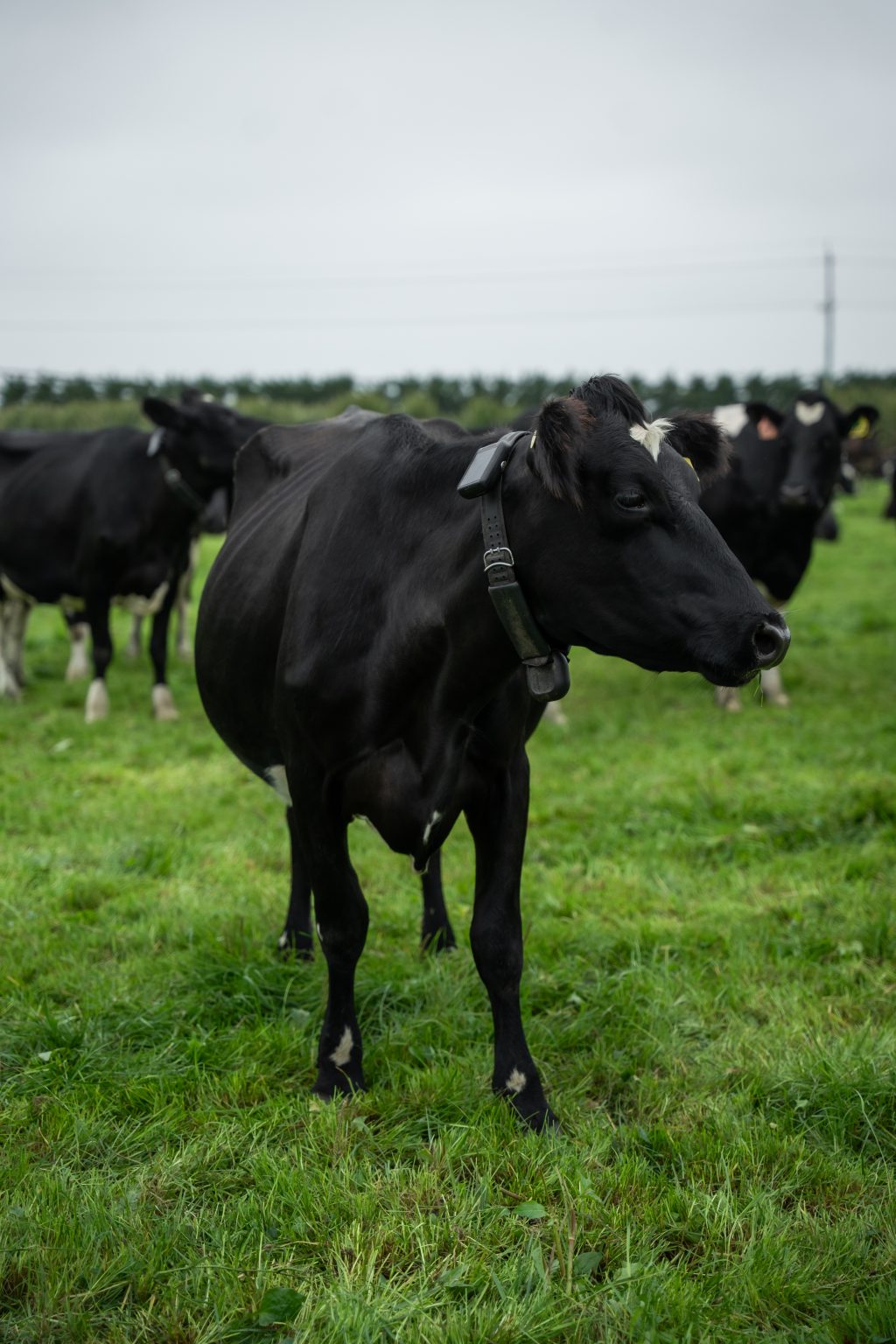 Unlocking beef returns from the top down - CountryWide