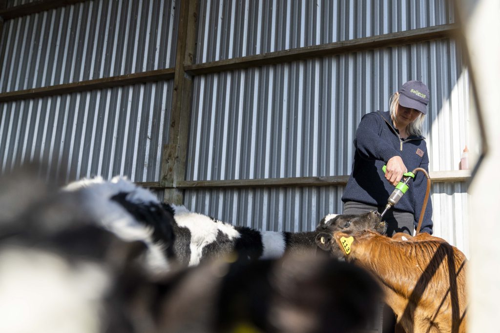 Different approaches to drenching beef cattle - CountryWide