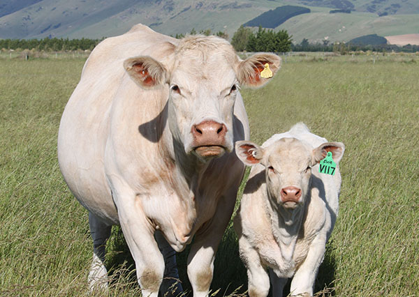 Charolais breed surging in popularity - CountryWide