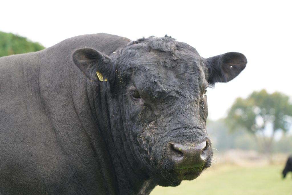 How to buy the right bull - CountryWide