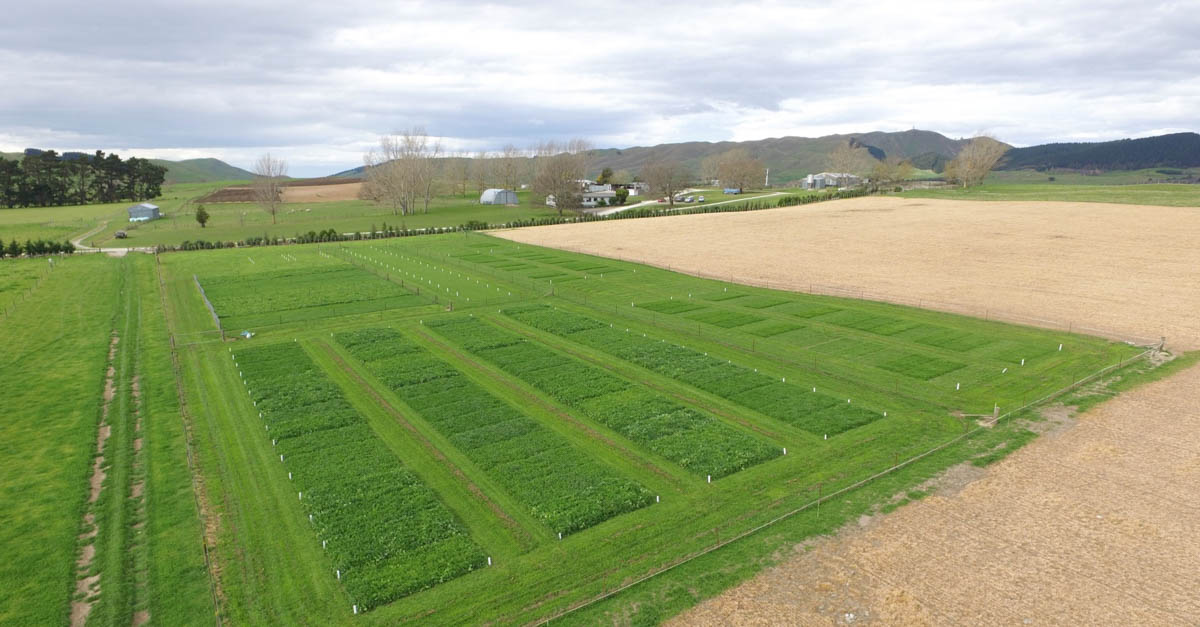 Investigating regenerative agriculture in a dryland system - CountryWide