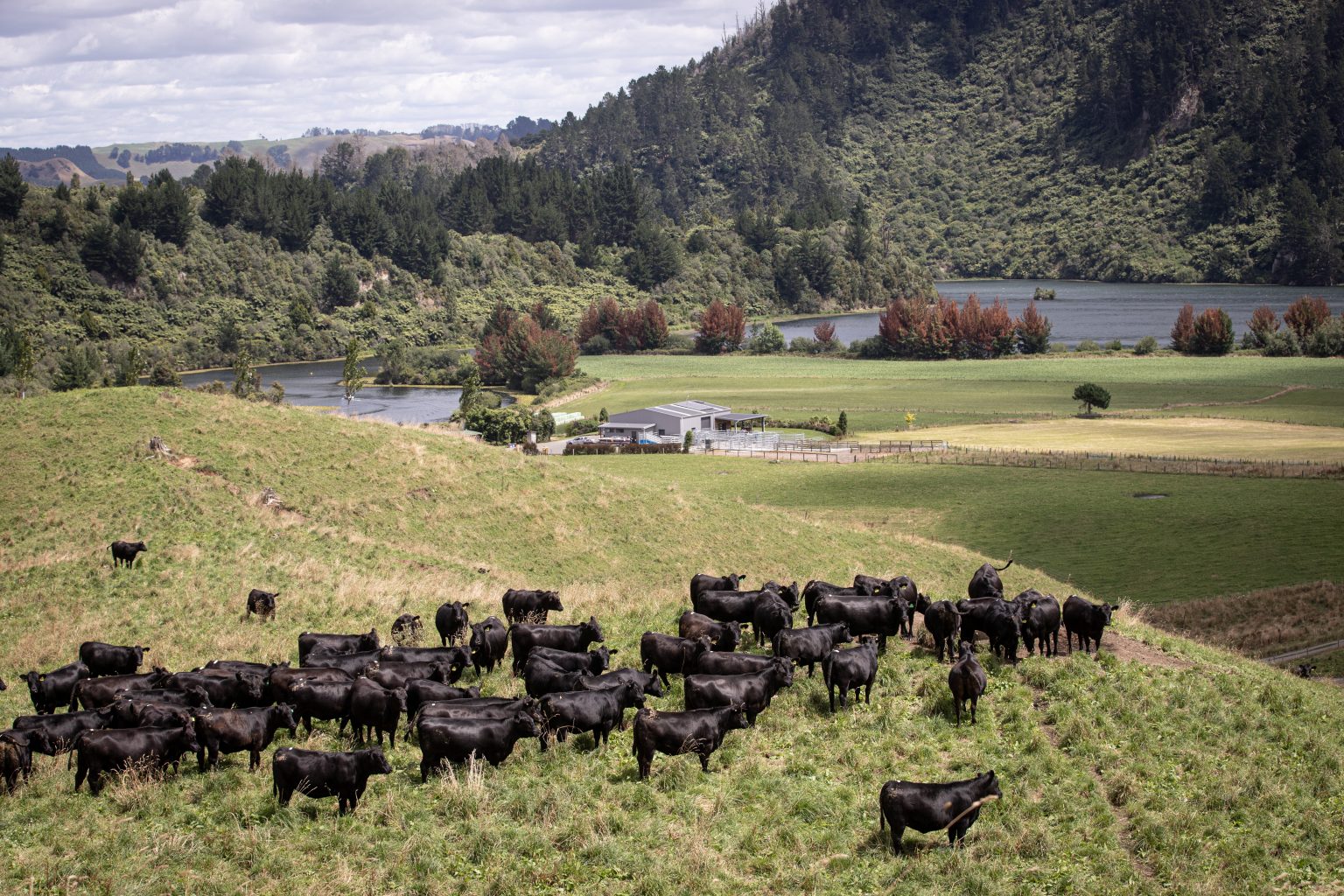 BEEF Country - CountryWide