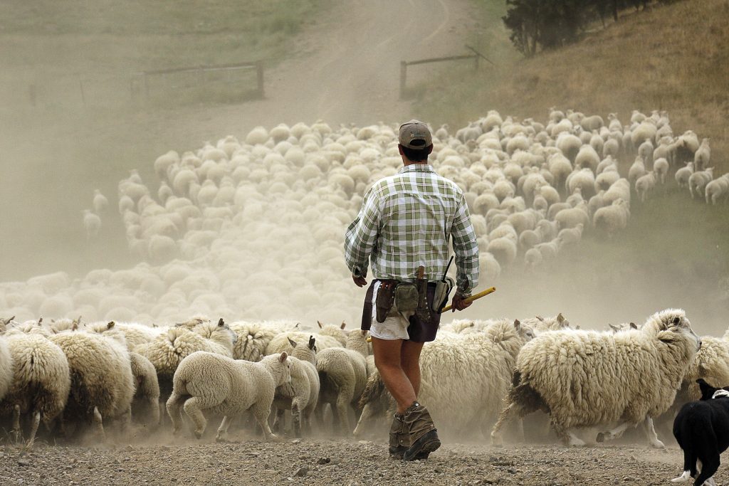 New Zealand’s ratio of sheep to humans at lowest point in 170 years ...