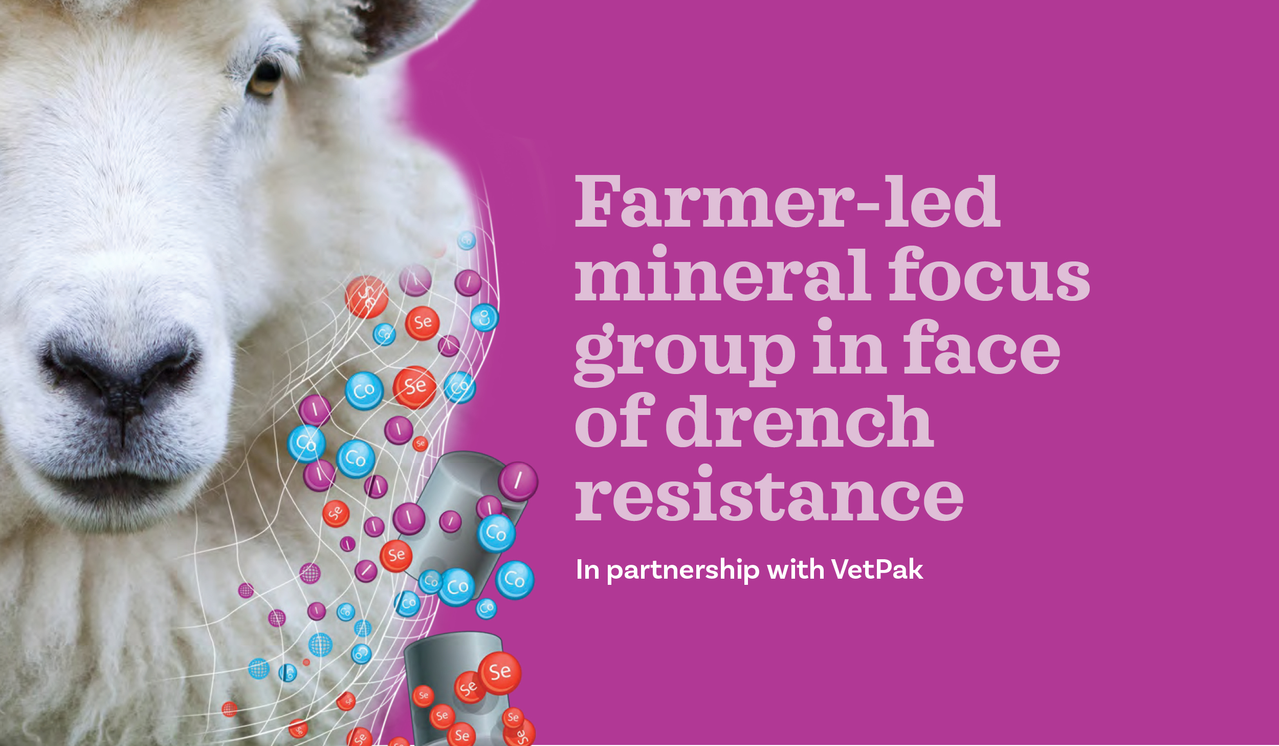 Farmer-led mineral focus group in face of drench resistance - CountryWide
