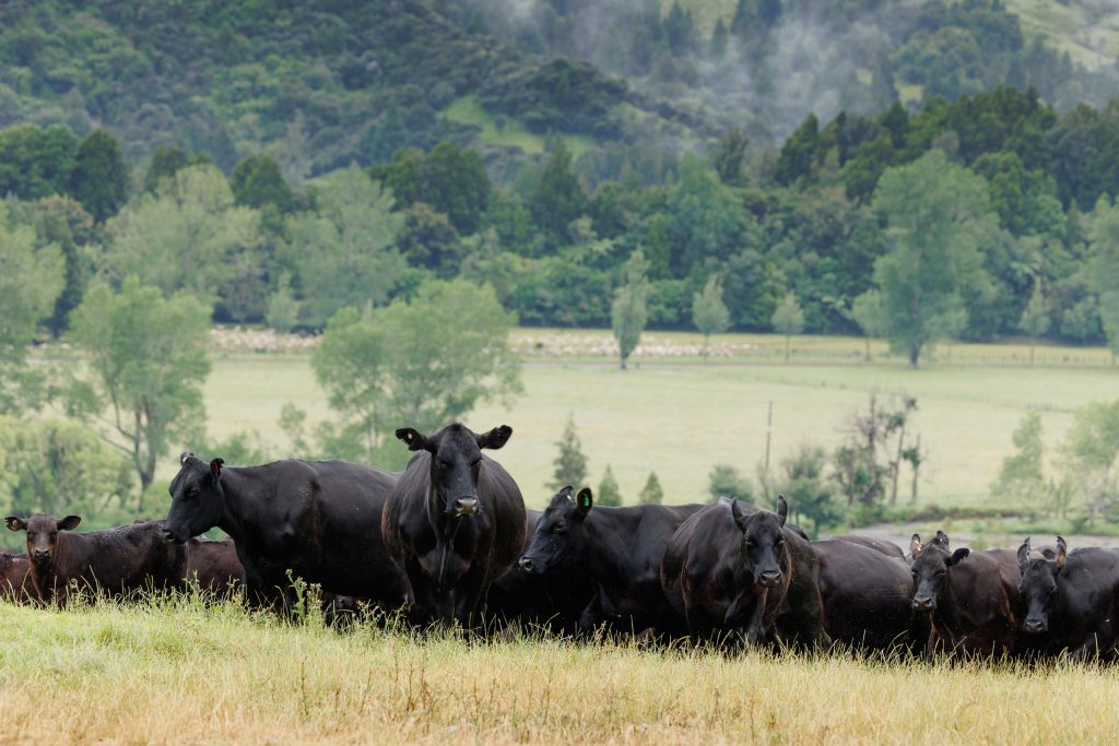 New EBVs and traits on the way for Angus - CountryWide