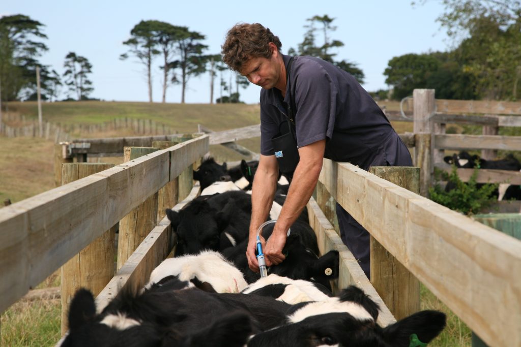 Cattle drench performance on the slide - CountryWide