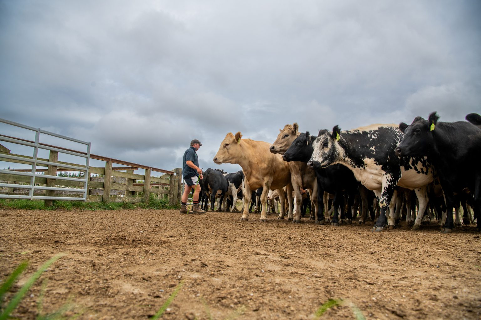 It takes technology and talent to finish 2,000 cattle - CountryWide