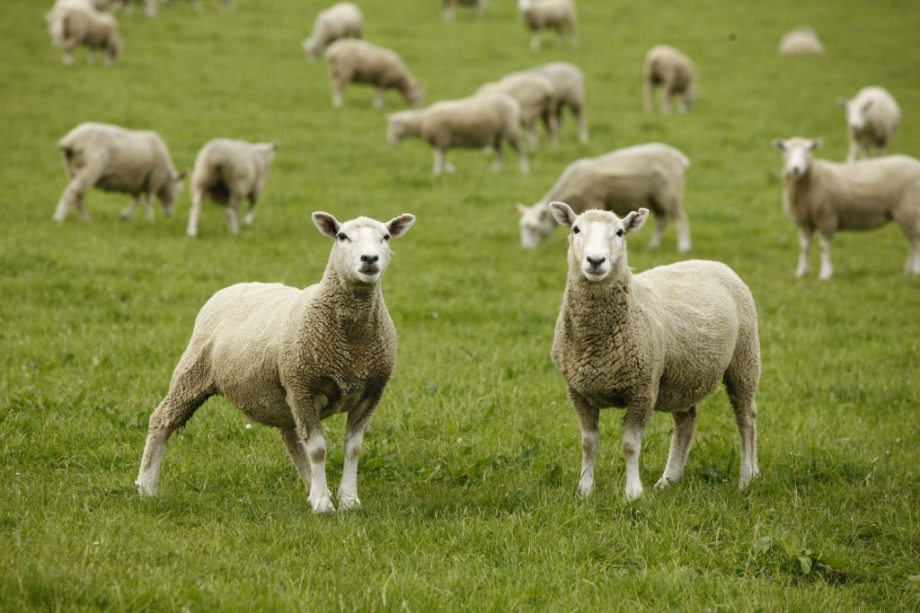 Instant faecal egg count (FEC) results in connected yards - CountryWide